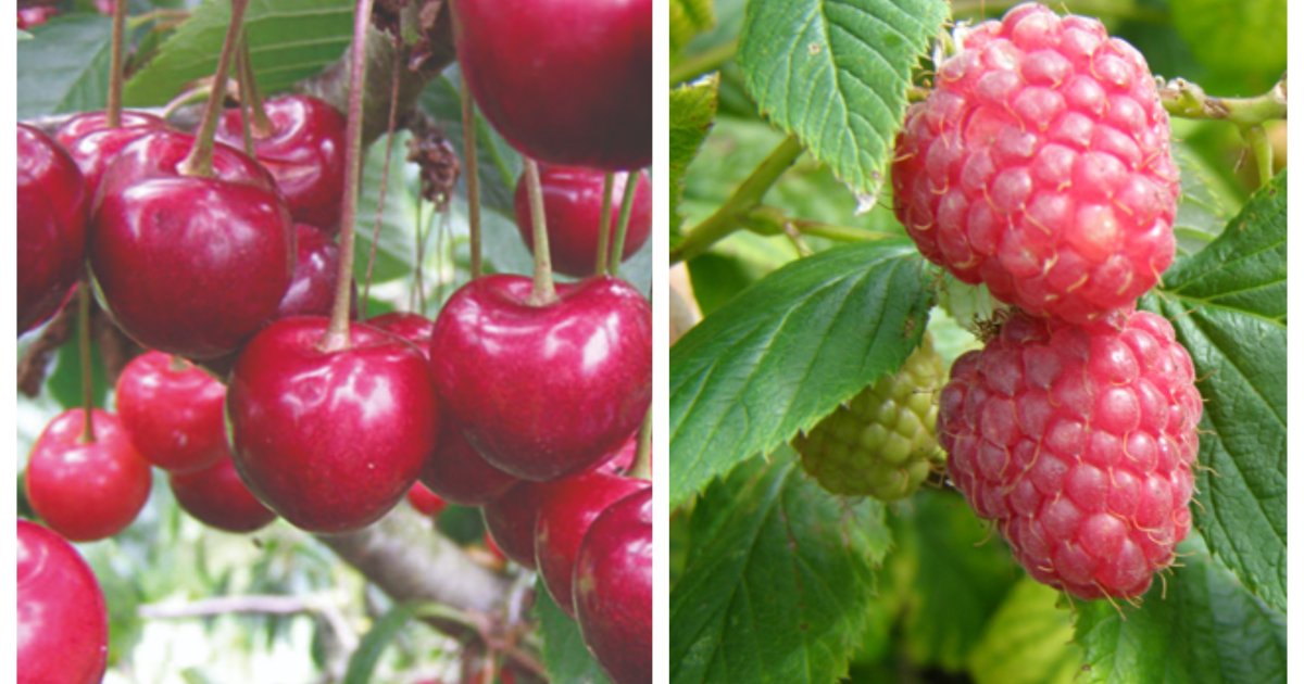 Meer dan 2000 fruitbomen en -struiken verkocht tijdens samenaankoop | Velt